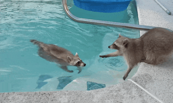 Raccoon Find And Share On Giphy