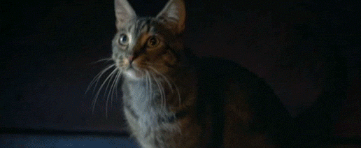 Cats Eye Troll Gif