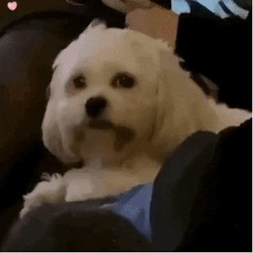 Dog Love GIF by TikiIndia - Find & Share on GIPHY