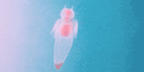 Sea Angel GIFs - Find & Share on GIPHY