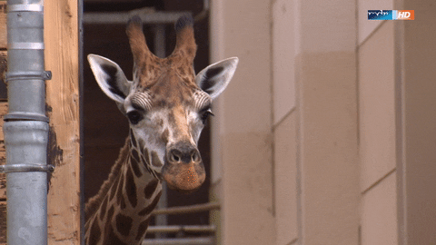 Giraffe GIF by Mitteldeutscher Rundfunk - Find & Share on GIPHY