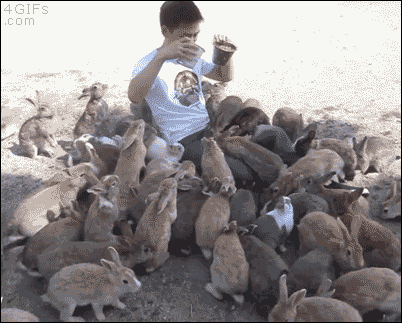 Bunnies GIF - Find & Share on GIPHY