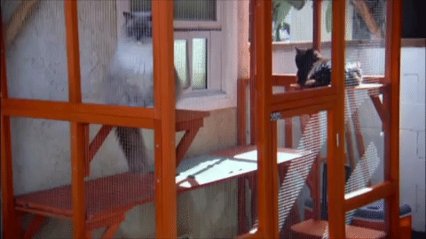 - Find & Share on GIPHY