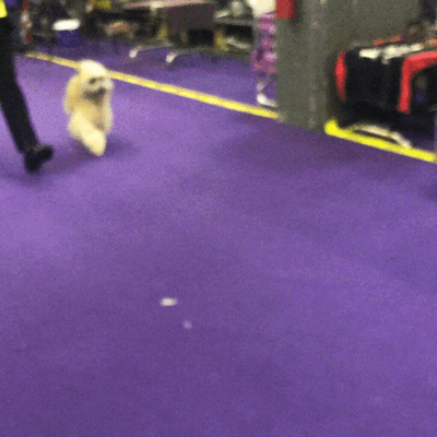 Dog GIF by Westminster Kennel Club - Find & Share on GIPHY
