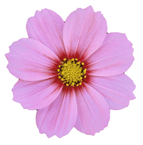 Pink Flower Sticker for iOS & Android | GIPHY