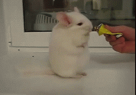 Mouse Eating GIF by Cheezburger - Find & Share on GIPHY