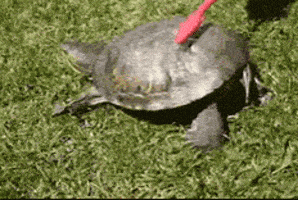 Turtle Brushing GIF - Find & Share on GIPHY