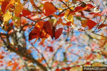 Football Fall GIF - Find & Share on GIPHY