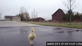 Duck GIF - Find & Share on GIPHY