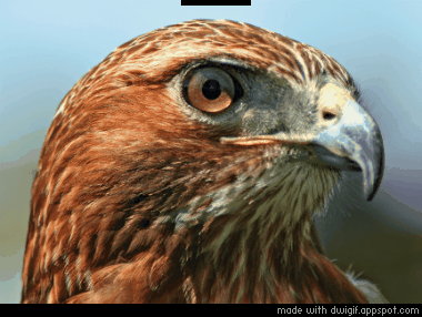 Hawks GIF - Find & Share on GIPHY