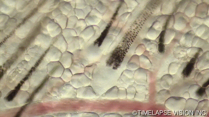 Hair Growth GIF - Find & Share on GIPHY