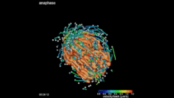 Anaphase GIFs - Find & Share on GIPHY