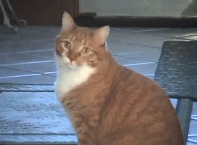 Party What GIF by Internet Cat Video Festival - Find & Share on GIPHY