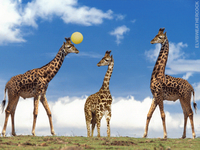 Giraffe Playing GIF - Find & Share on GIPHY