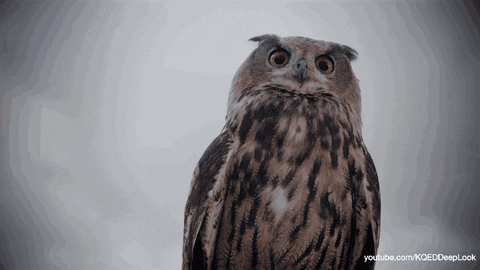 Owl GIF - Find & Share on GIPHY