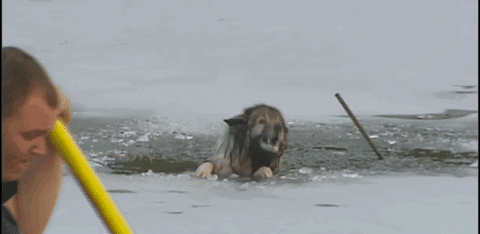 Rescue GIFs - Find & Share on GIPHY