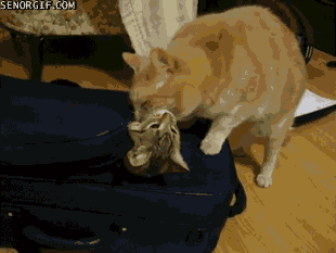 Cat Suitcase GIF by Cheezburger - Find & Share on GIPHY