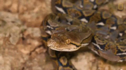 National Geographic Snake GIF by Nat Geo Wild - Find & Share on GIPHY