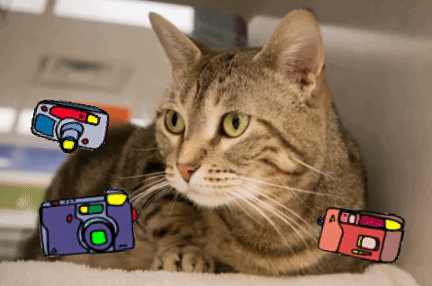 Cat Camera GIF by Nebraska Humane Society - Find & Share on GIPHY