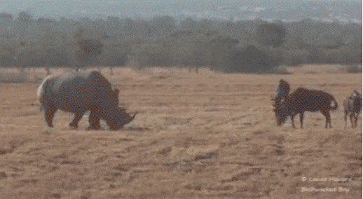 Rhino Charging Gif