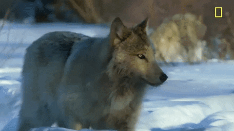 Nat Geo Wolf GIF by National Geographic Channel - Find & Share on GIPHY