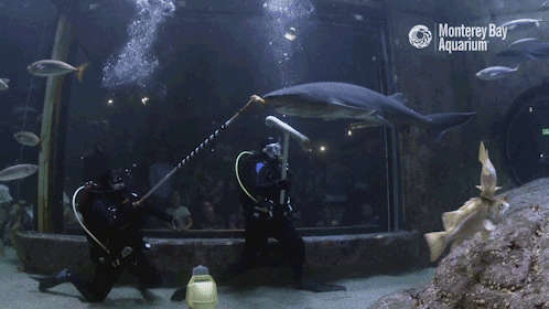 Om Nom Eating GIF by Monterey Bay Aquarium - Find & Share on GIPHY
