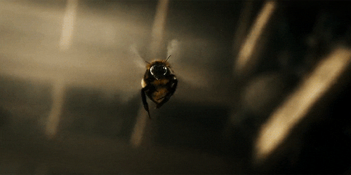 Bees Gif Tumblr
