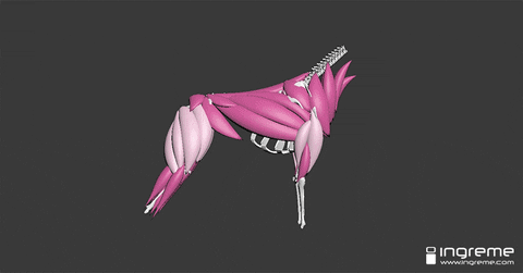 Muscles GIF - Find & Share on GIPHY