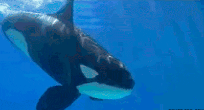 Whale Killer GIF - Find & Share on GIPHY