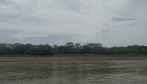 Amazon River GIFs - Find & Share on GIPHY
