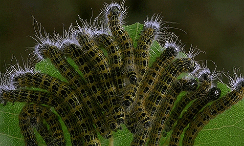 Early Bird Gets The Worm Gif