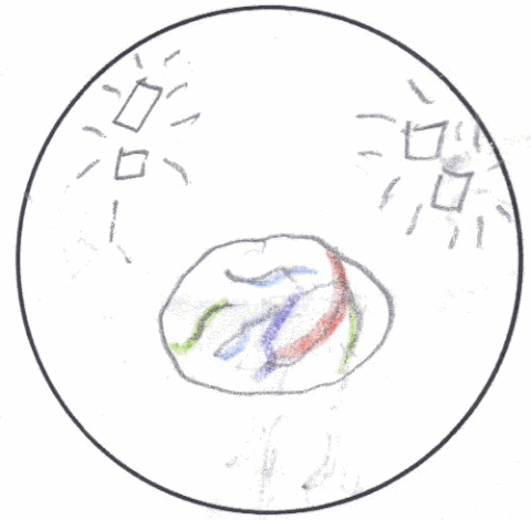 Anaphase GIFs - Find & Share on GIPHY