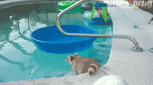 Pool GIF - Find & Share on GIPHY