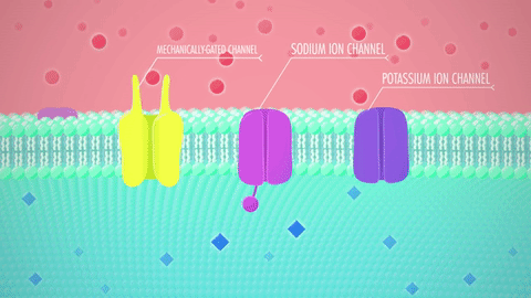 Ion-Channel GIFs - Find & Share on GIPHY