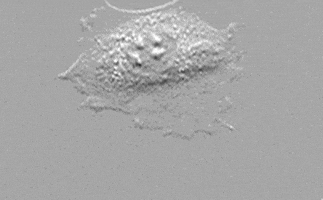 Cell Division GIF - Find & Share on GIPHY