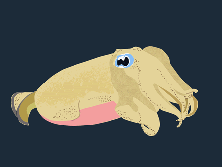 Cuttlefish GIF - Find & Share on GIPHY
