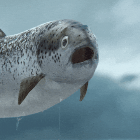 Sad Fish GIF by SimAust - Find & Share on GIPHY