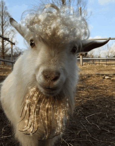 Glitter Goat GIF - Find & Share on GIPHY