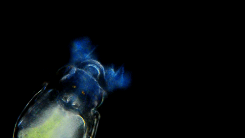 Microbiology Rotifer GIF - Find & Share on GIPHY