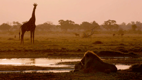 Bbc Africa GIF - Find & Share on GIPHY