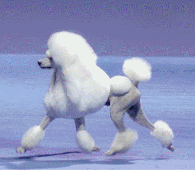 Poodle GIF by Kate - Find & Share on GIPHY