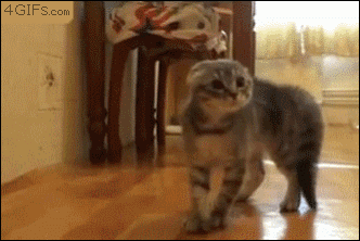 Scared Cat GIF - Find & Share on GIPHY