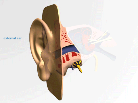 Ear GIFs - Find & Share on GIPHY