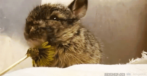 Bunny Eating GIF by Cheezburger - Find & Share on GIPHY