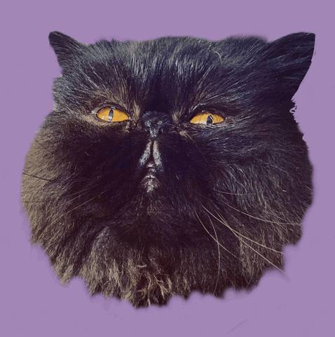 Excited Cat GIF - Find & Share on GIPHY