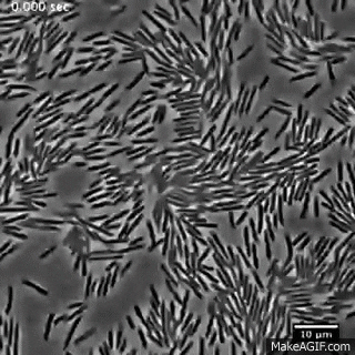 Bacteria GIF - Find & Share on GIPHY