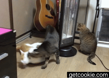 Cats Round GIF - Find & Share on GIPHY