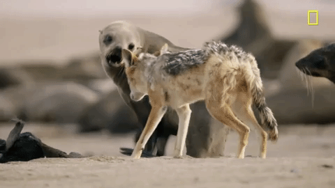GIF by National Geographic Channel - Find & Share on GIPHY