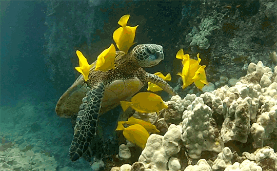 Marine Biology GIF - Find & Share on GIPHY