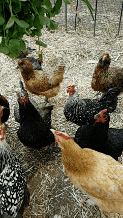 Chook GIFs - Find & Share on GIPHY